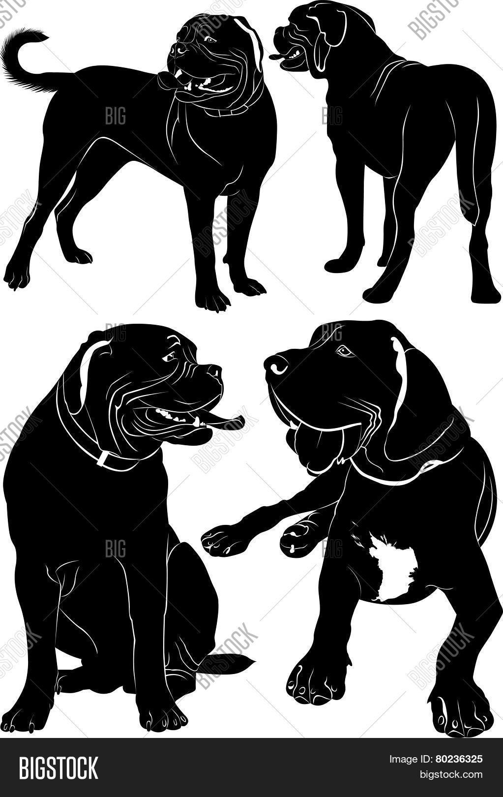 Mastiff Vector & Photo (Free Trial) | Bigstock