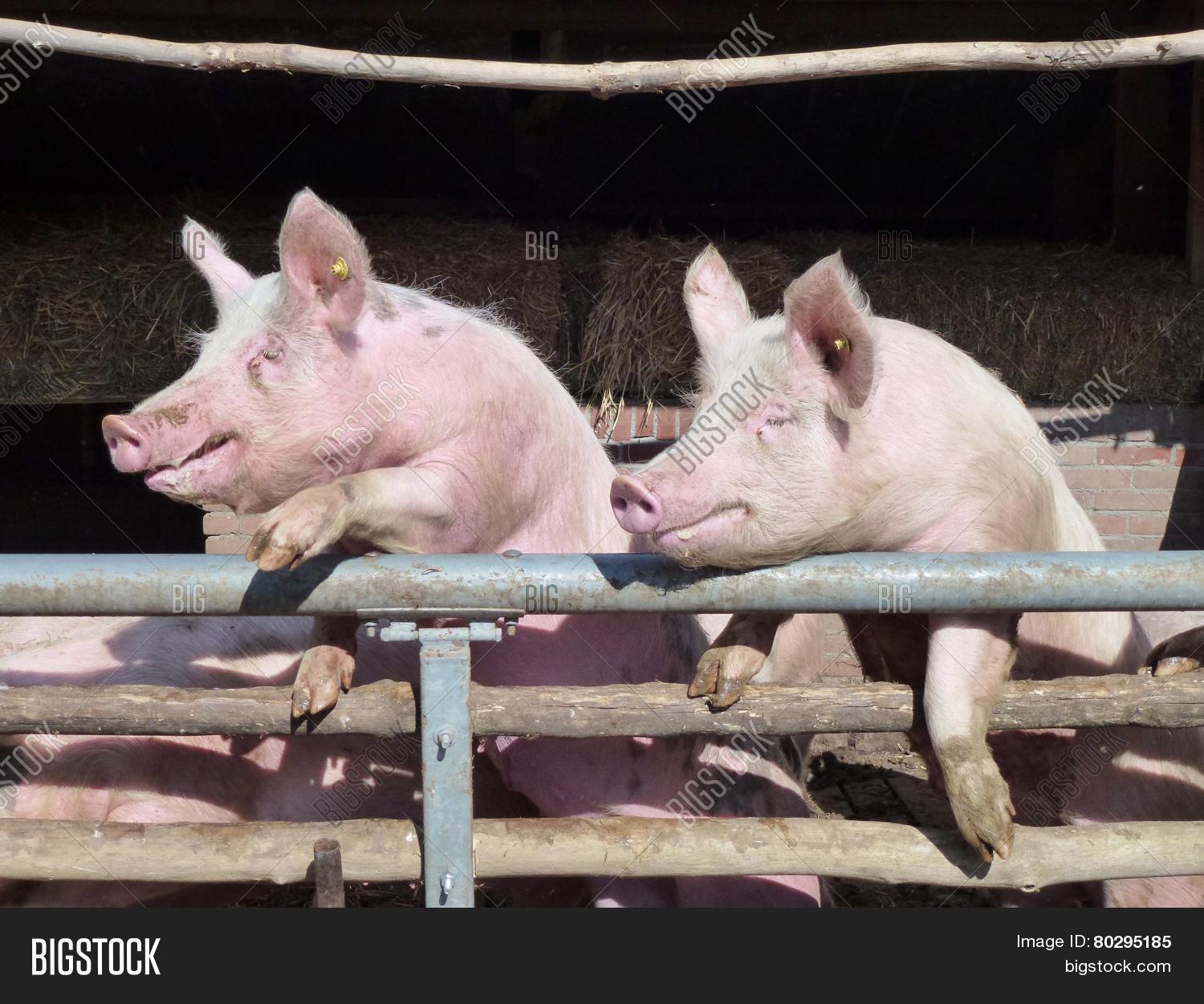 Two Pigs Leaning On Image & Photo (Free Trial) | Bigstock