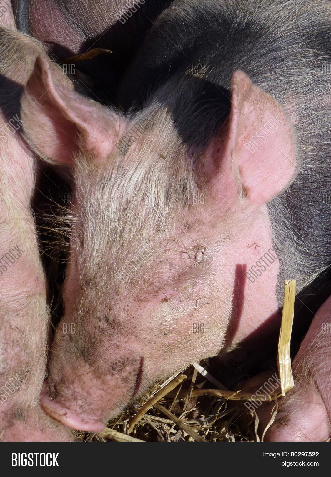 Piglet Farm Image & Photo (Free Trial) | Bigstock