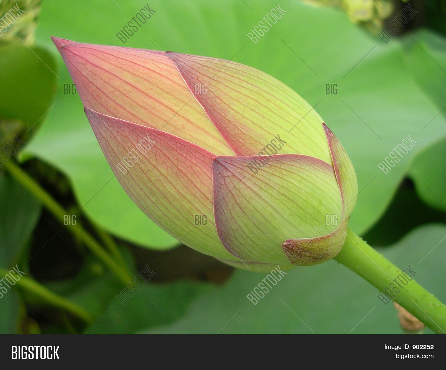Lotus Bud Image & Photo (Free Trial) | Bigstock