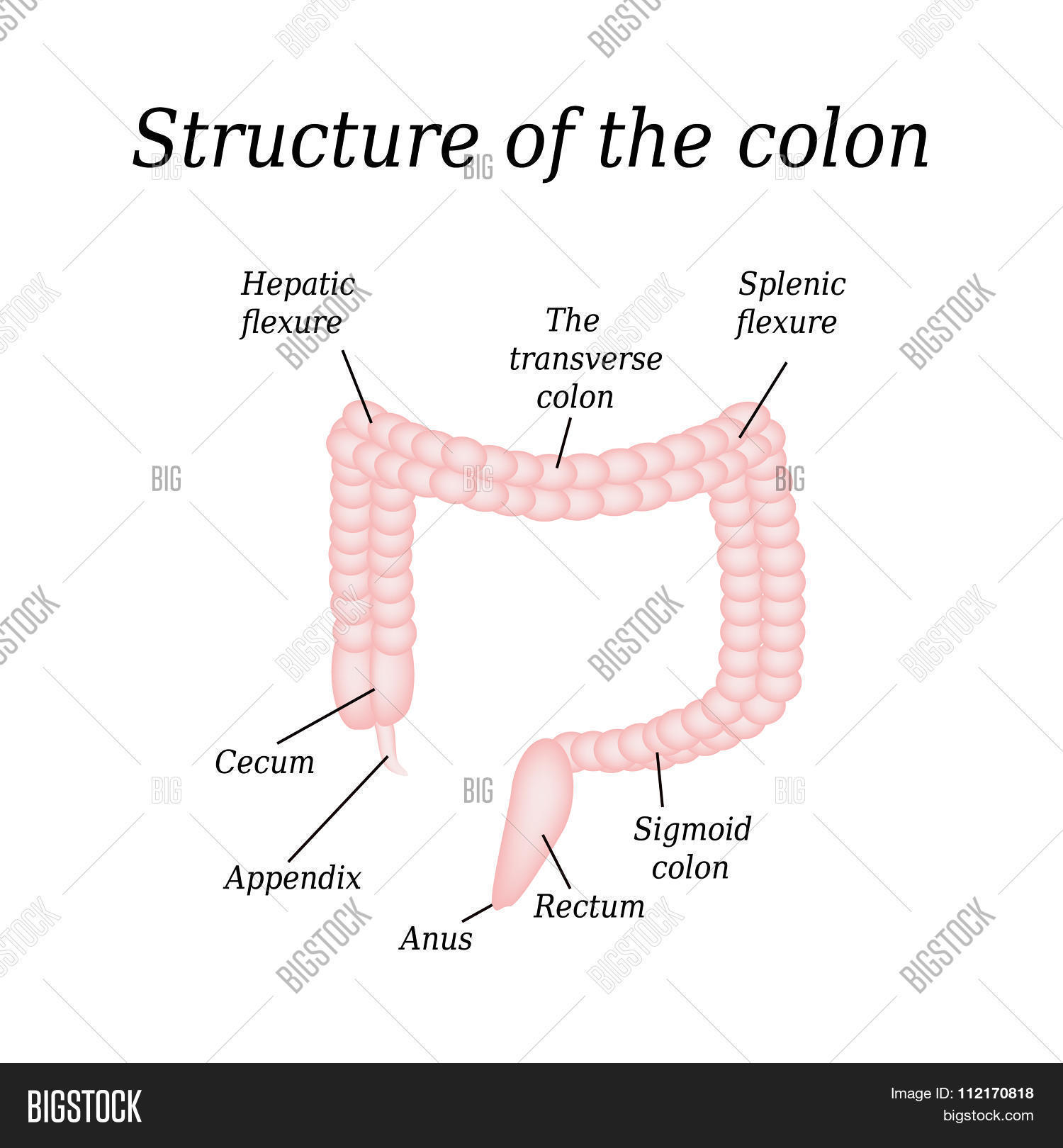 Anatomical Structure Vector & Photo (Free Trial) | Bigstock