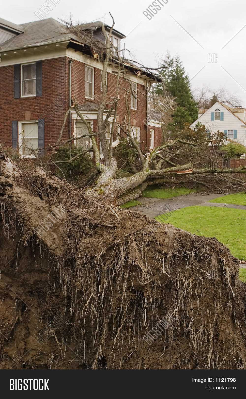 Fallen Tree House Image & Photo (Free Trial) | Bigstock