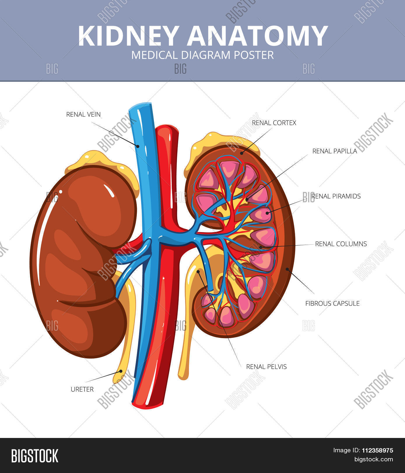 Kidney Medical Vector Vector & Photo (Free Trial) | Bigstock