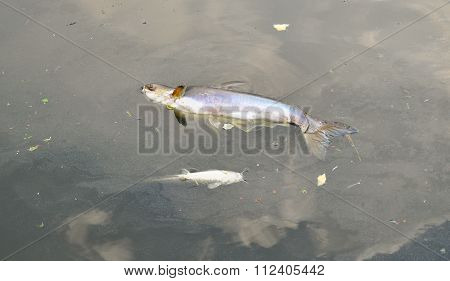 Dead Fish Oil Spill Image & Photo (Free Trial) | Bigstock