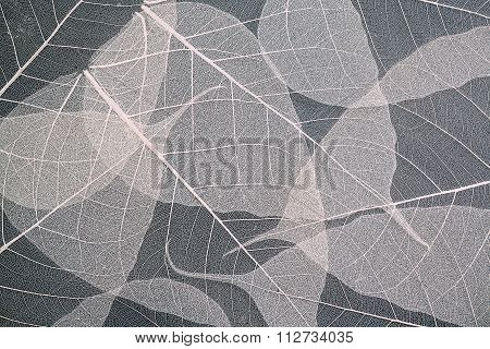 Leaf Texture Vintage Image & Photo (Free Trial) | Bigstock