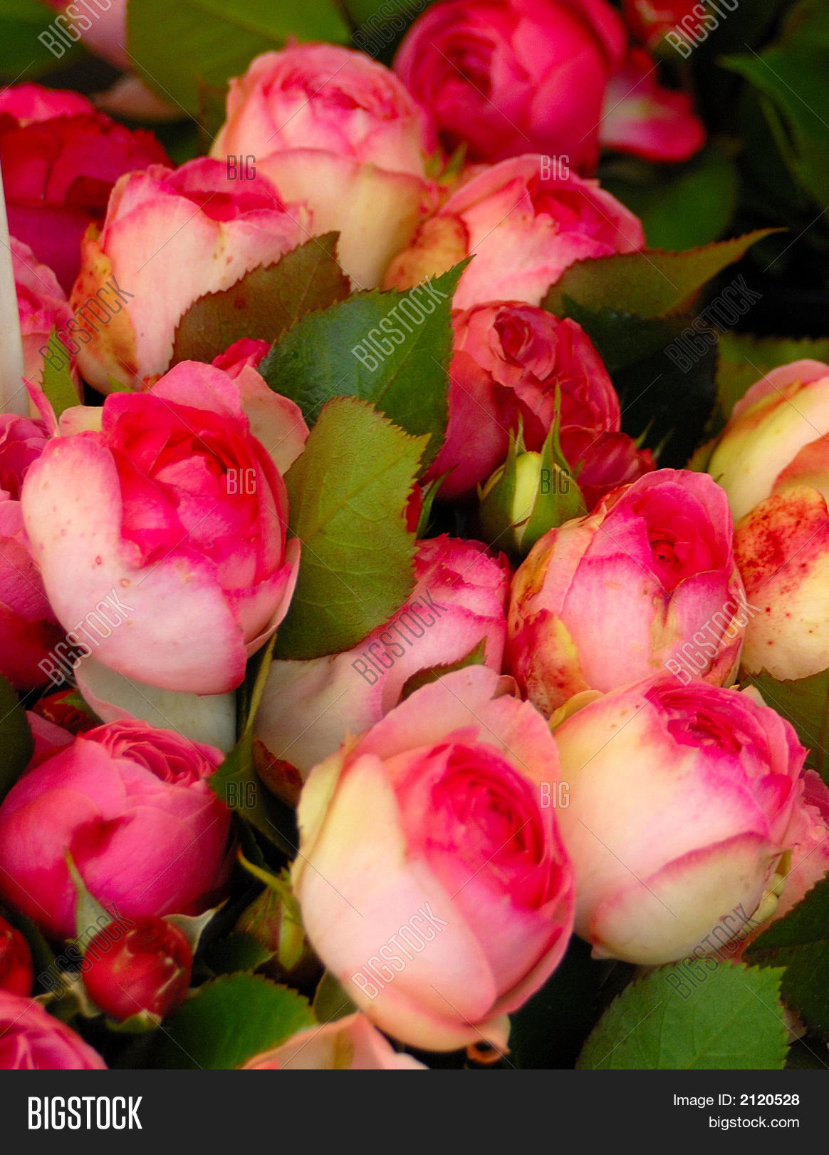 Beautiful Roses Image & Photo (Free Trial) | Bigstock