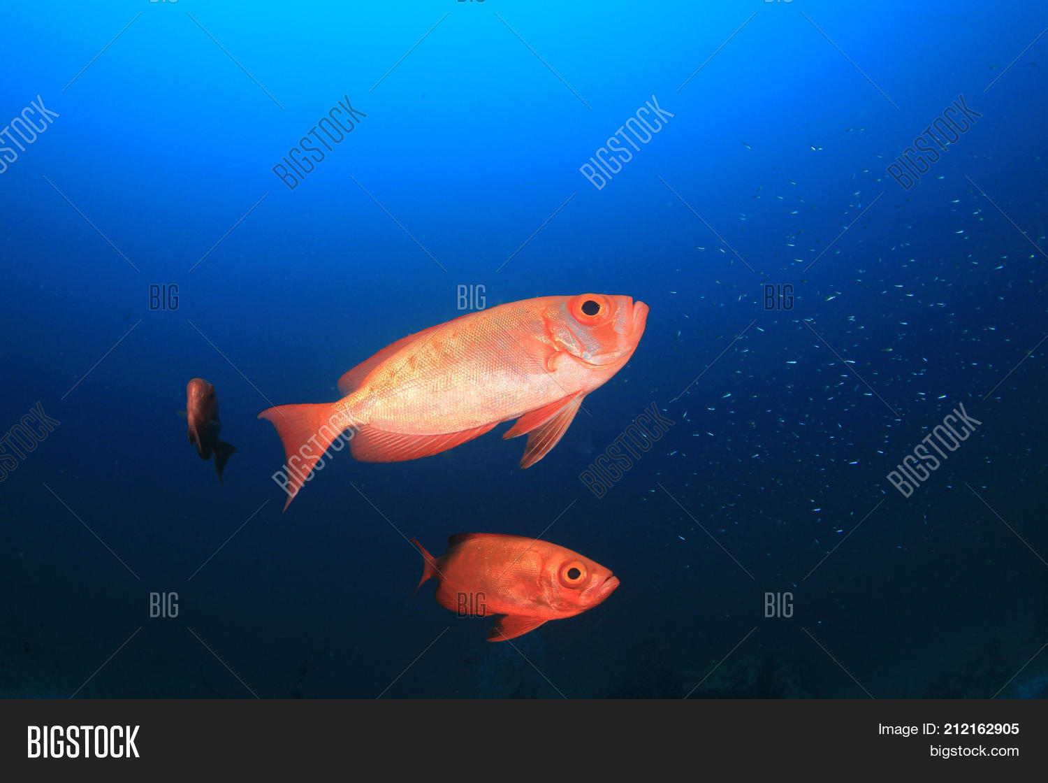 Underwater Ocean Fish