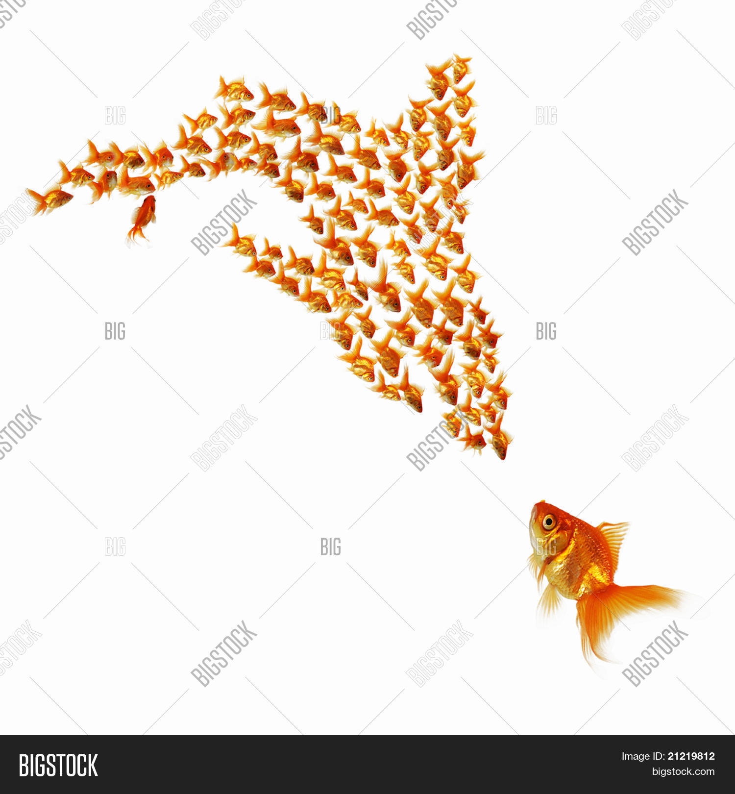 Many Gold Fish Image & Photo (Free Trial) | Bigstock