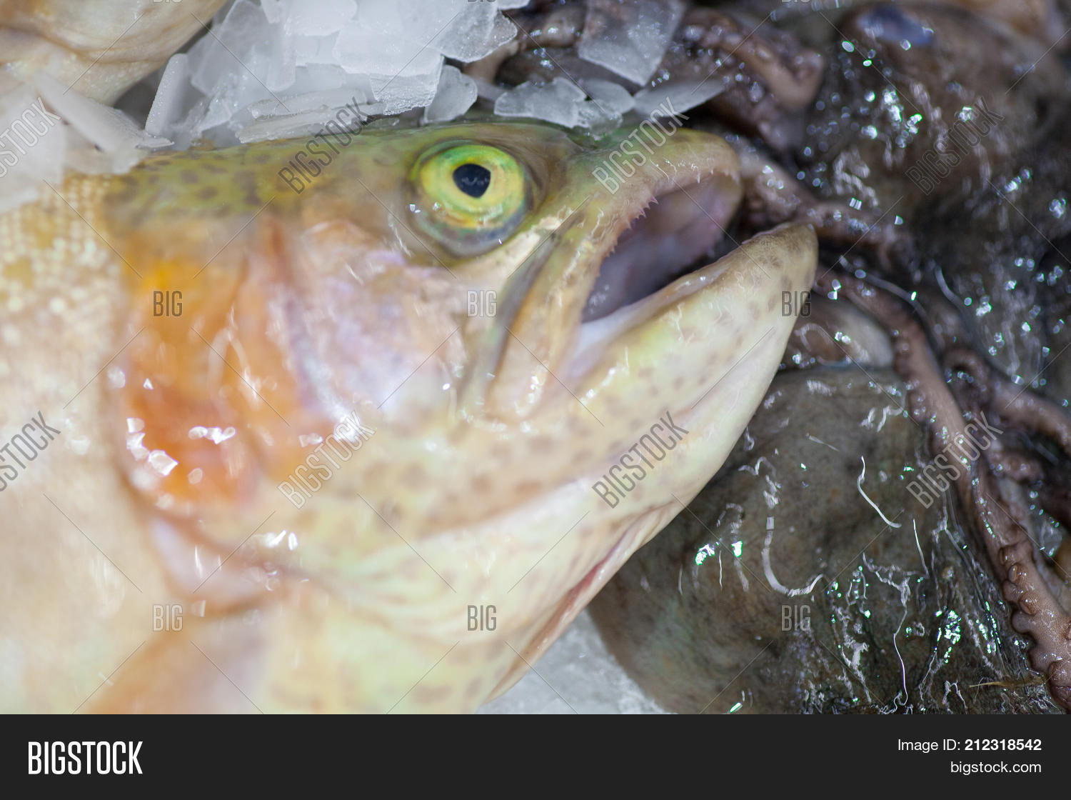Frozen Ice-cold Fish Image & Photo (Free Trial) | Bigstock