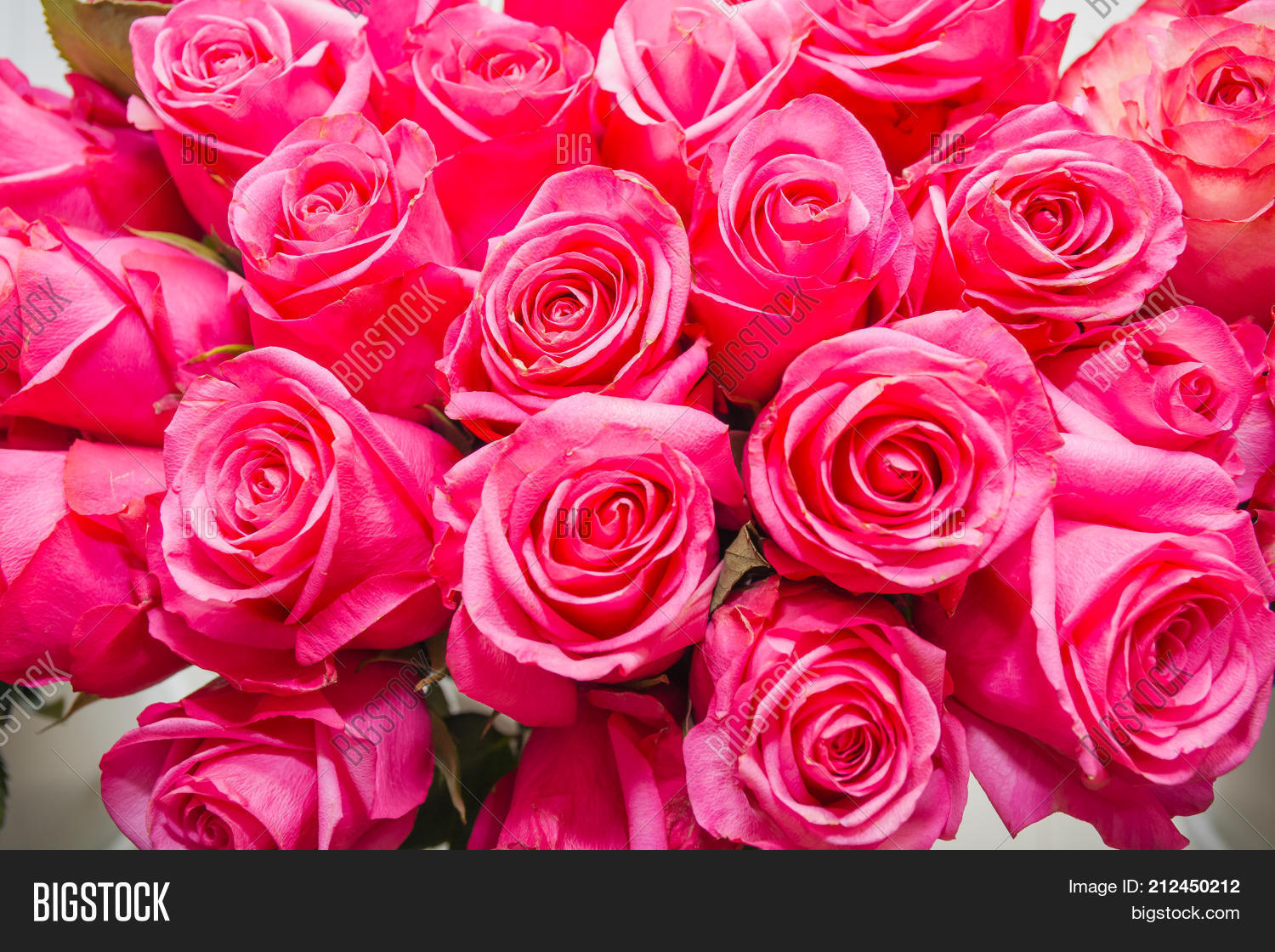 Pink Roses. Pink Roses Image & Photo (Free Trial) | Bigstock