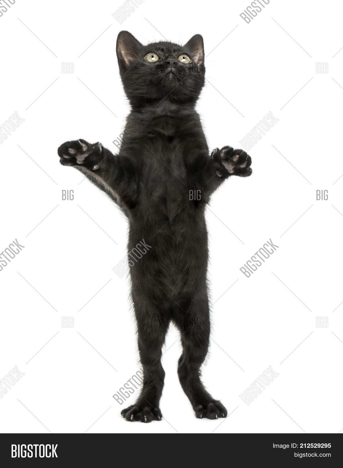 Black Kitten Standing Image & Photo (Free Trial) | Bigstock