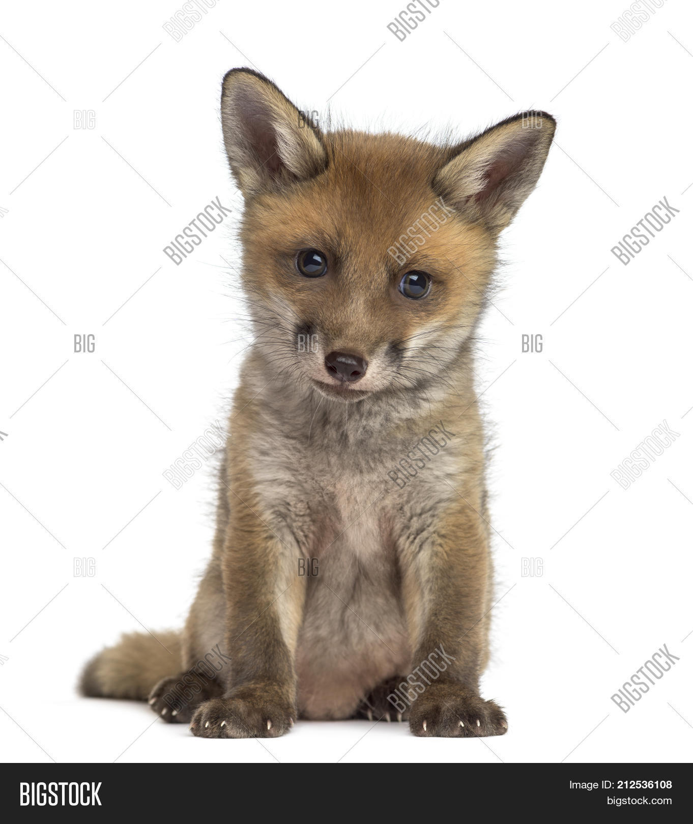 Fox Cub (7 Weeks Old) Image & Photo (Free Trial) | Bigstock