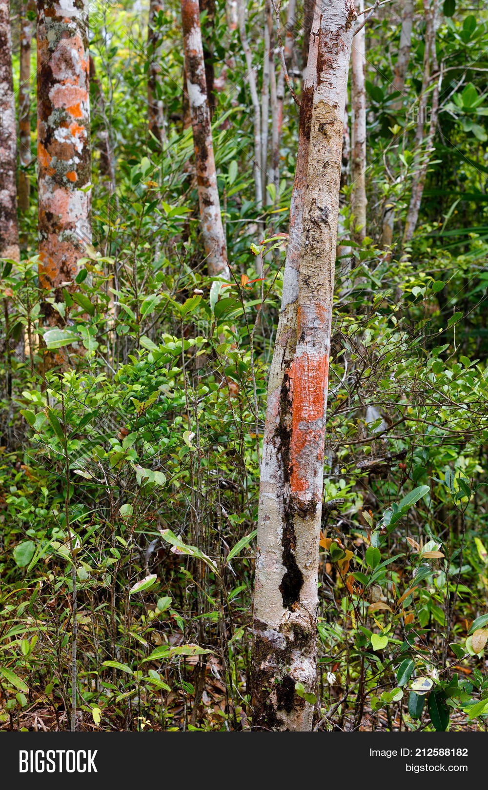 Trees Madagascar Image & Photo (Free Trial) | Bigstock
