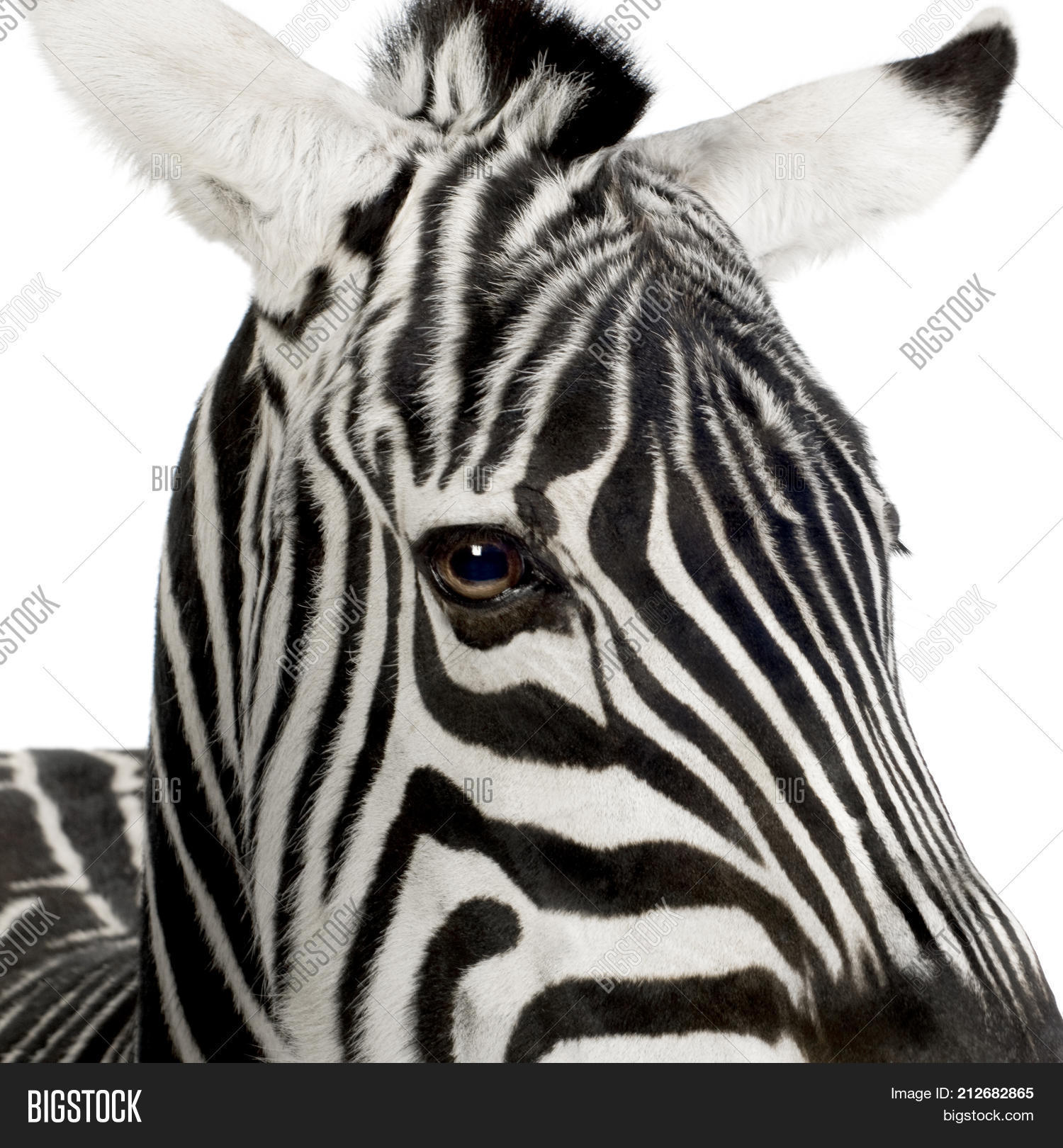 Zebra Front White Image & Photo (Free Trial) | Bigstock