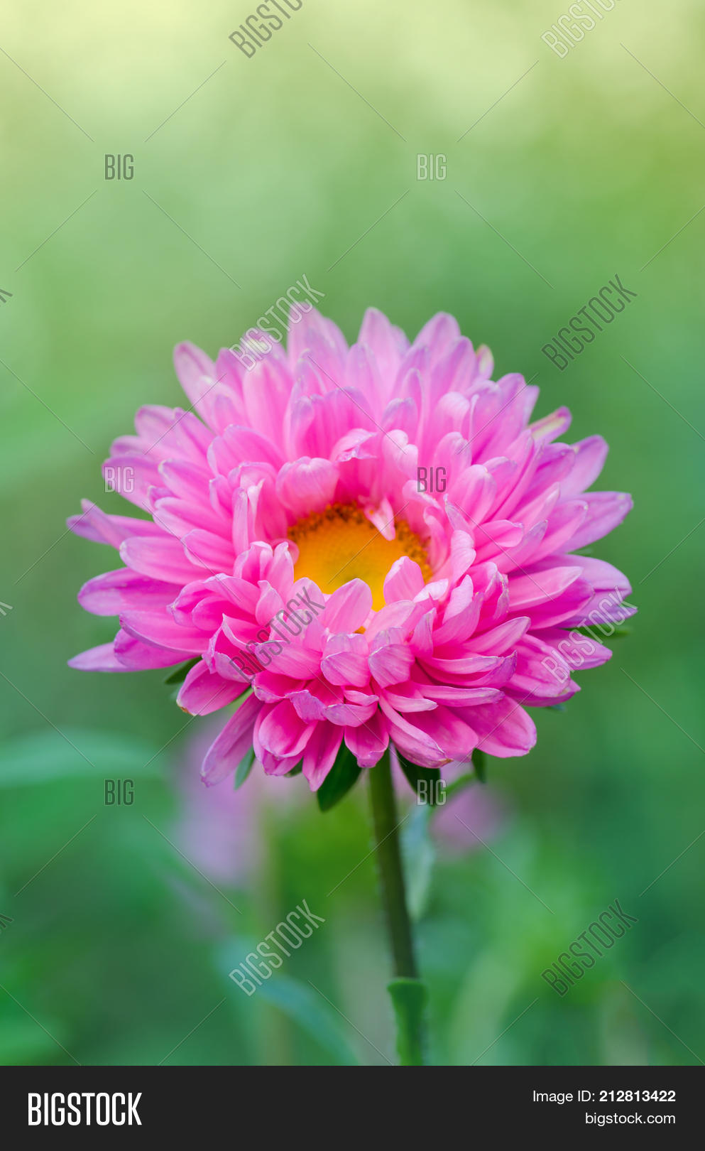 Beautiful Pink Aster Image & Photo (Free Trial) | Bigstock