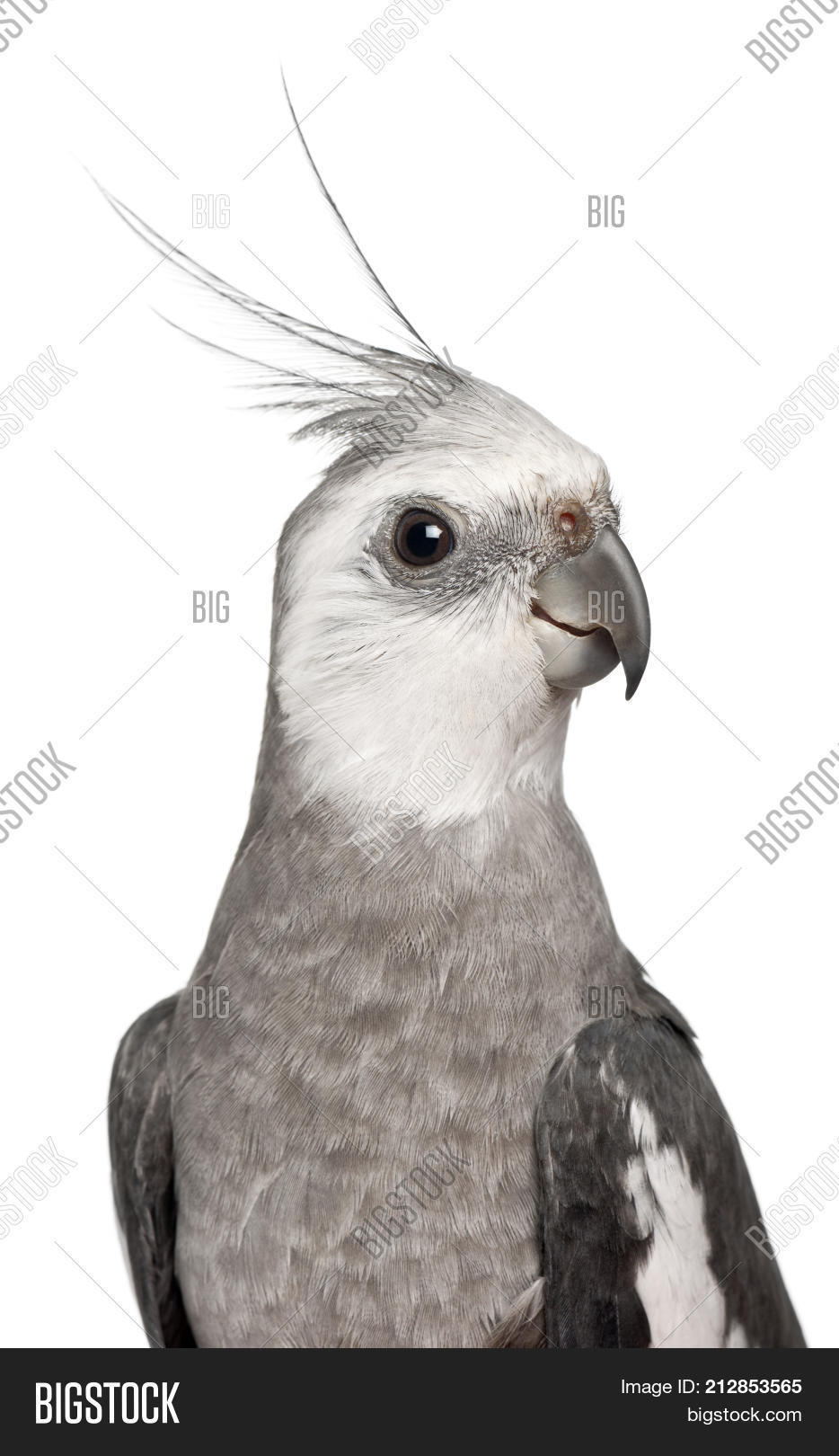 White Faced Male Cockatiel