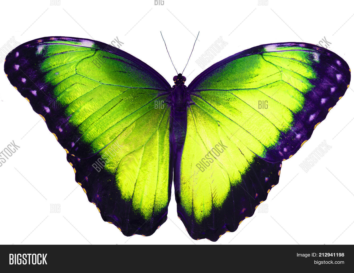 Beautiful Green Butterfly Pictures