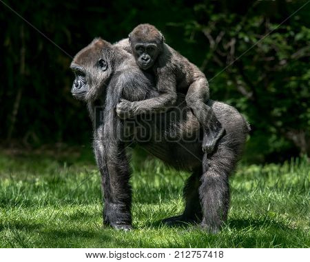 Baby Gorilla Riding Image & Photo (Free Trial) | Bigstock