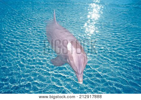 Dolphin Blue Turquoise Image & Photo (Free Trial) | Bigstock