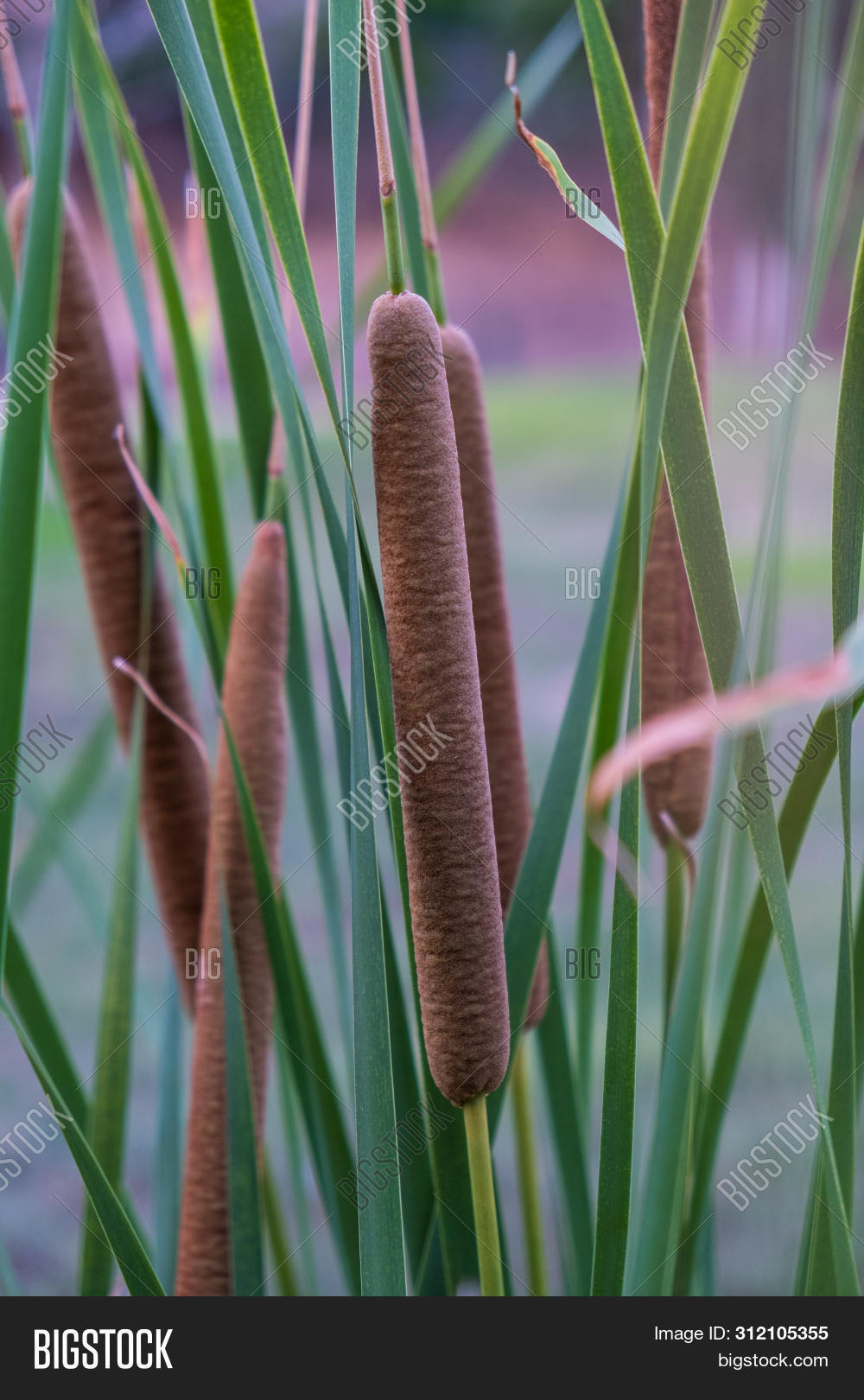 Bulrush Cattail Close Image & Photo (Free Trial) | Bigstock