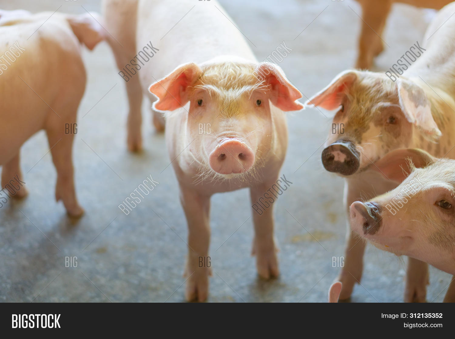 Group Pig That Looks Image & Photo (Free Trial) | Bigstock