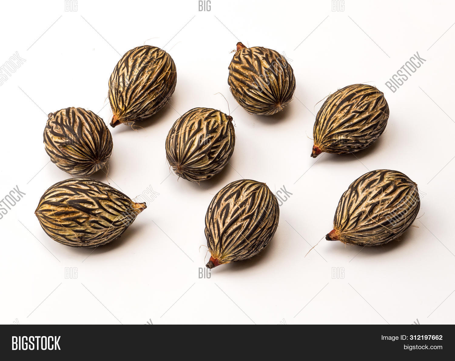 Foxtail Palm Seeds Image & Photo (Free Trial) | Bigstock
