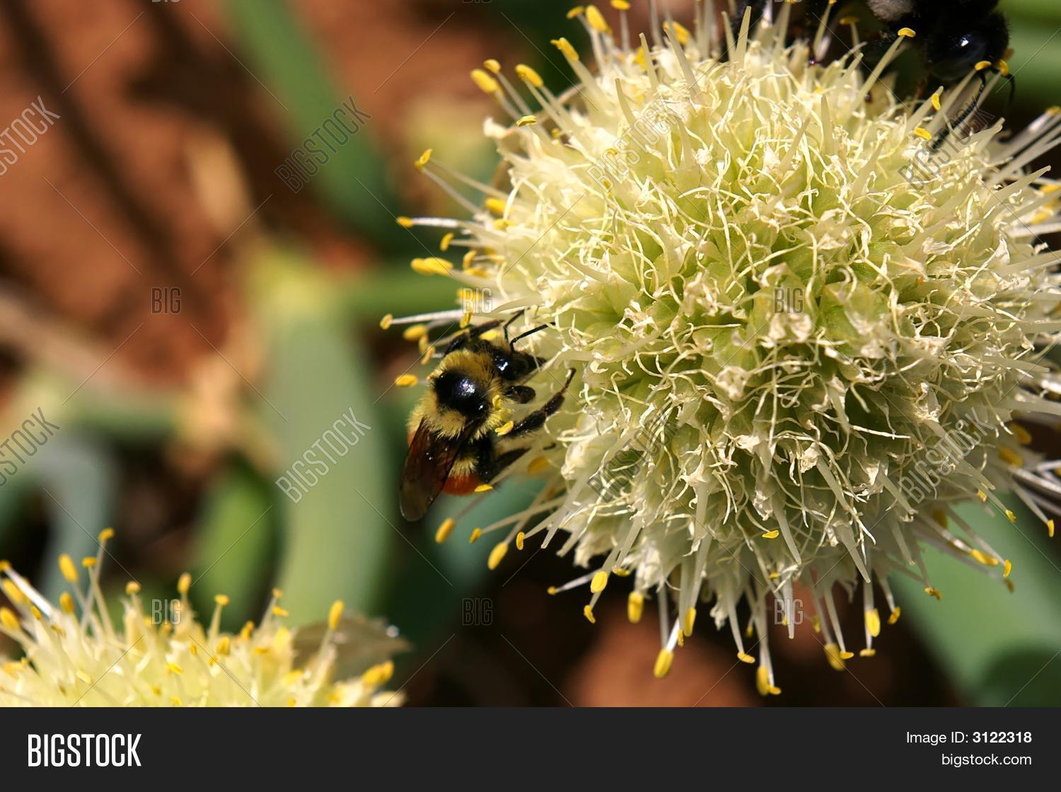 Orange Bumblebee Image & Photo (Free Trial) | Bigstock