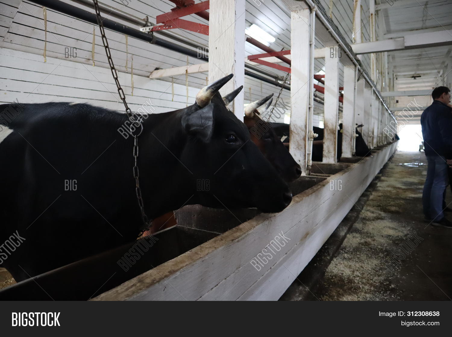 Cows Farm Stall. Milch Image & Photo (Free Trial) | Bigstock