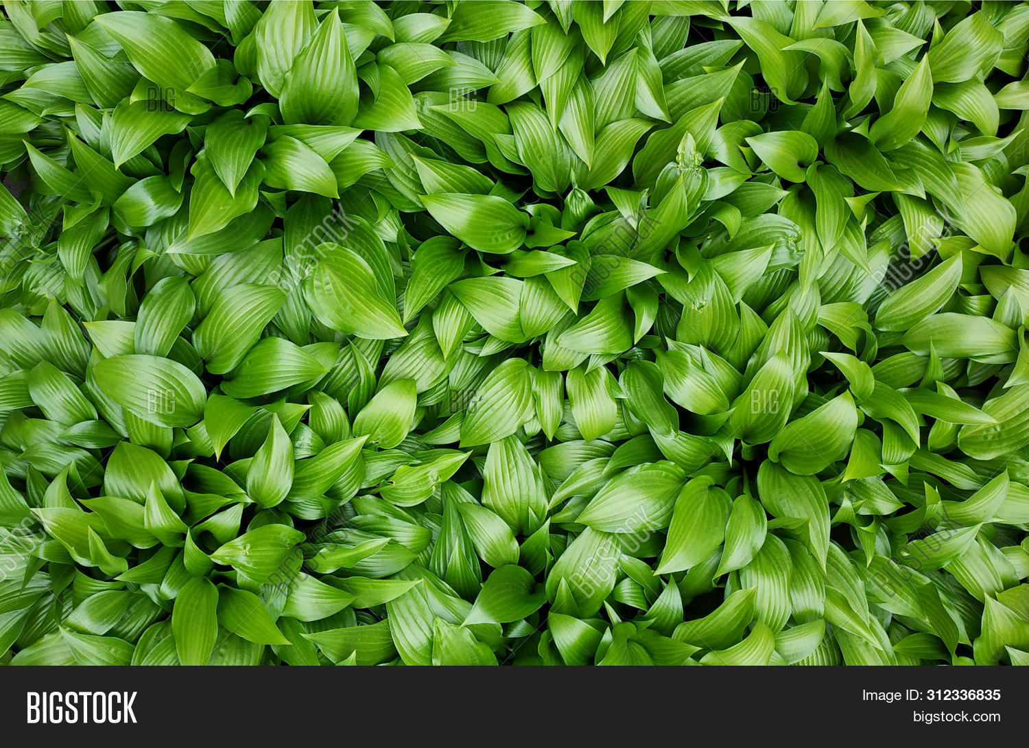 Green Leaves Texture Image & Photo (Free Trial) | Bigstock