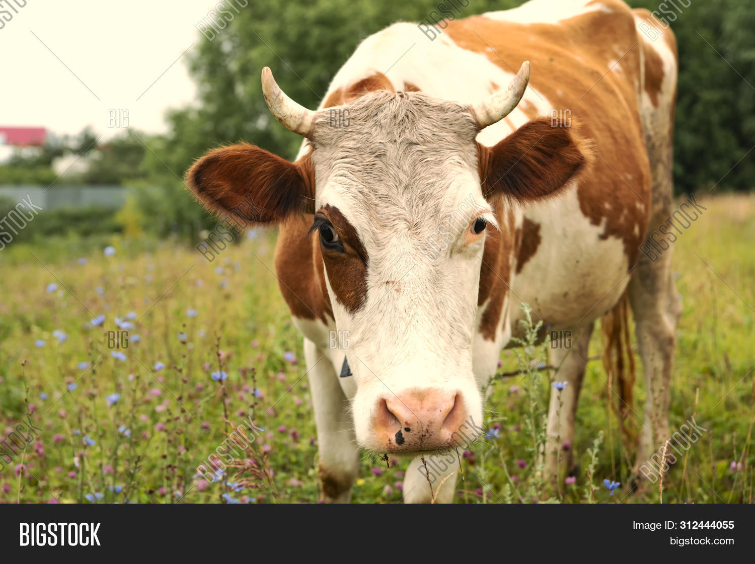 Piebald Cow Red Spots Image & Photo (Free Trial) | Bigstock