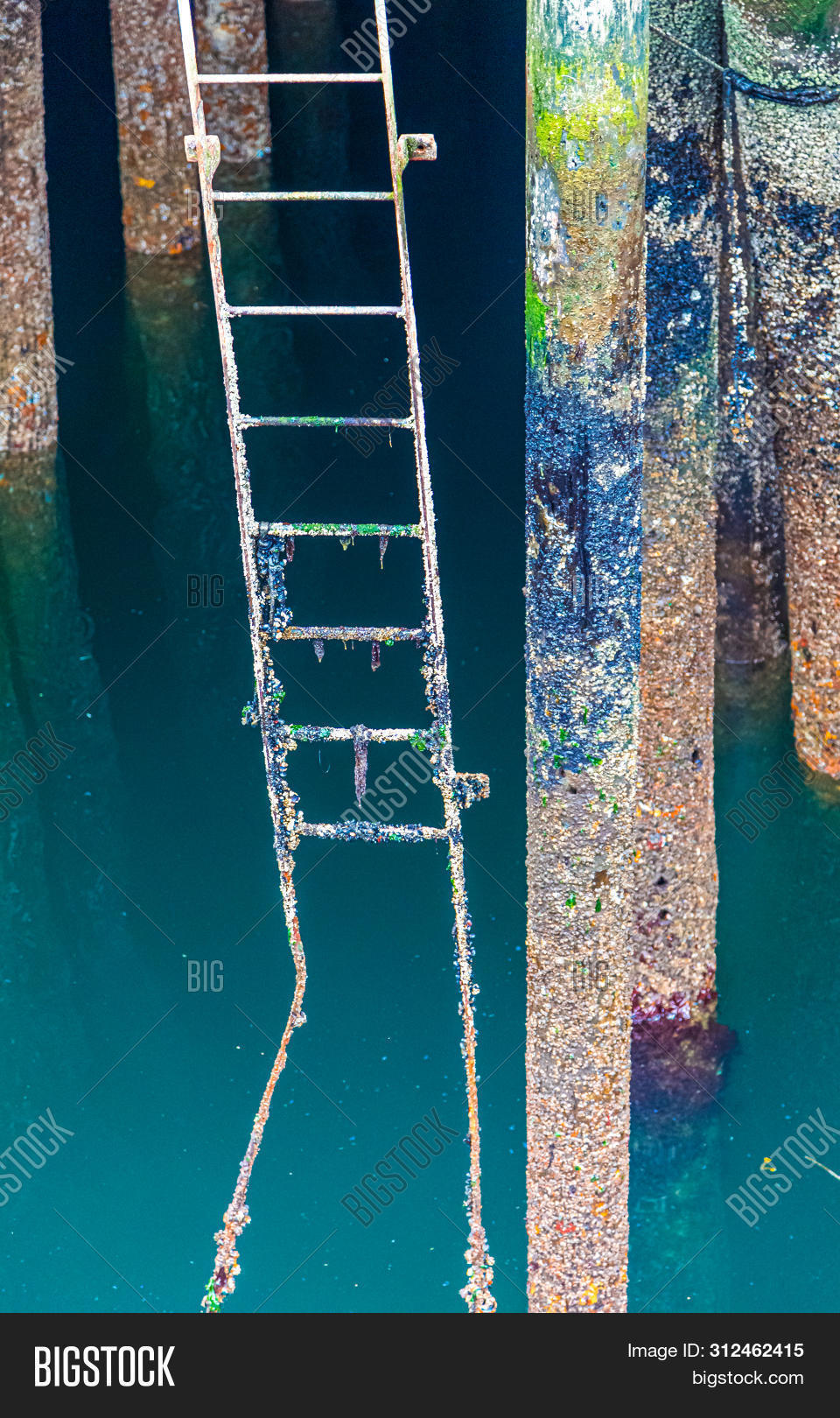 Barnacles Shells On Image & Photo (Free Trial) | Bigstock