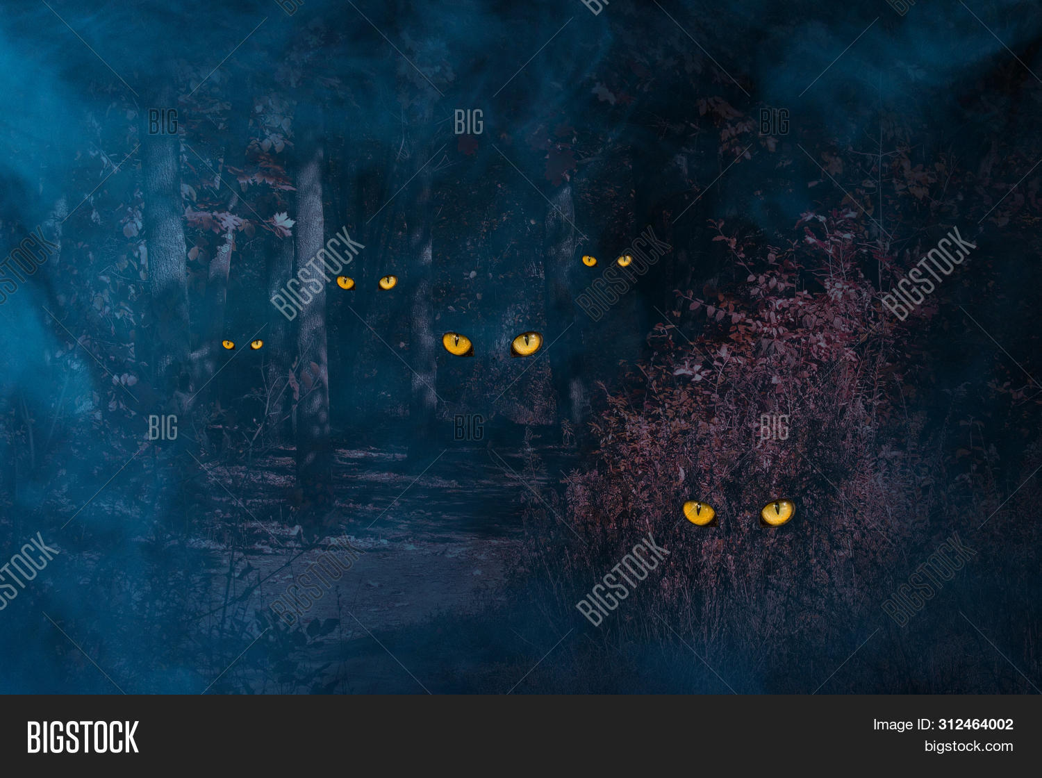 Orange Eyes Forest Image & Photo (Free Trial) | Bigstock