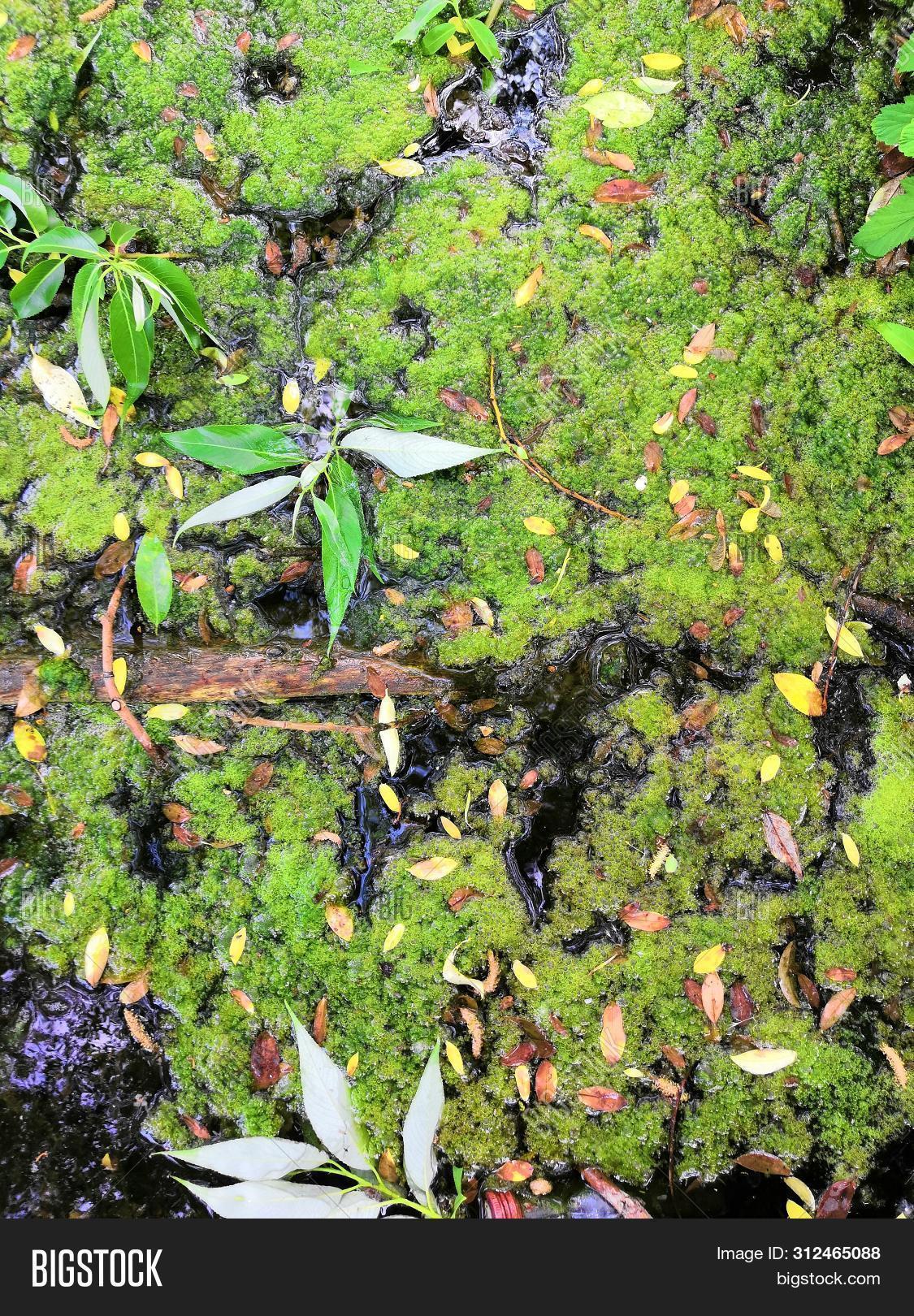 Swamp Algae. Green Image & Photo (Free Trial) | Bigstock