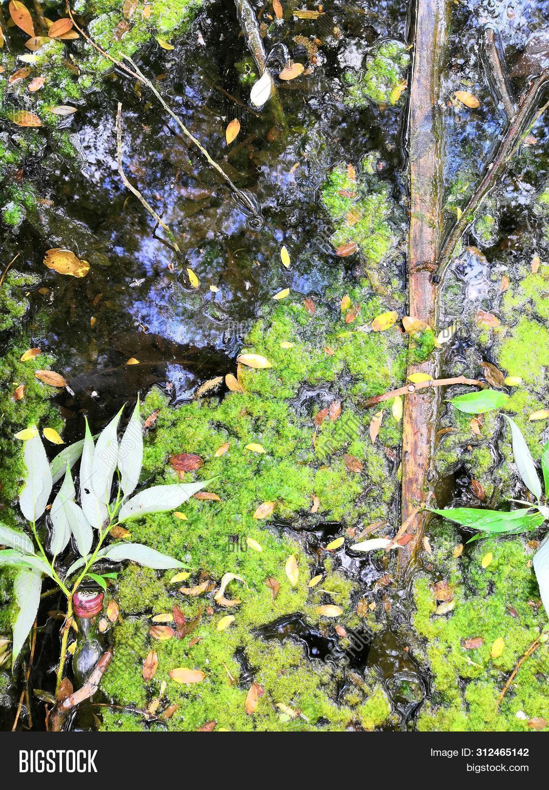 Swamp Algae. Green Image & Photo (Free Trial) | Bigstock