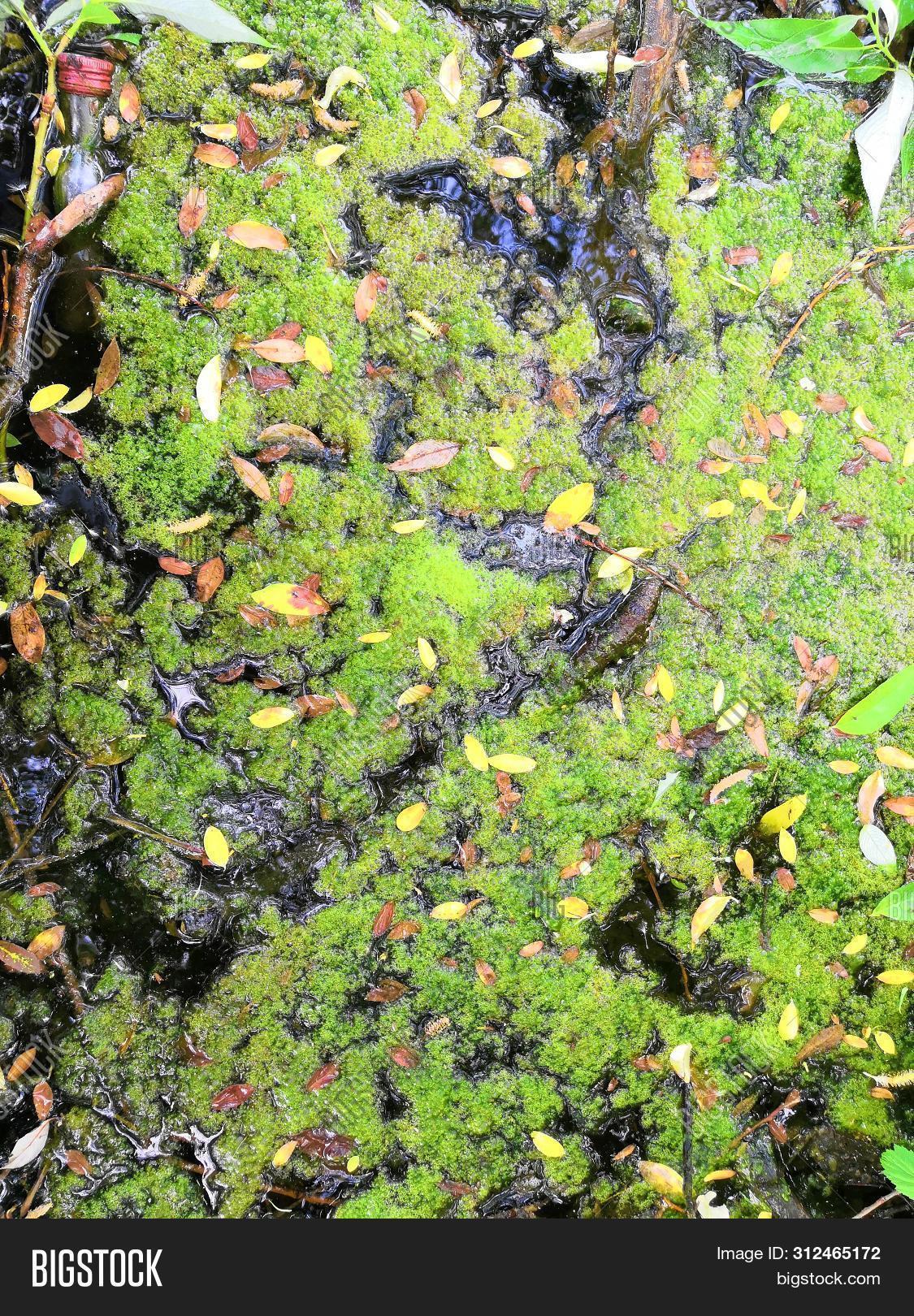 Swamp Algae. Green Image & Photo (Free Trial) | Bigstock