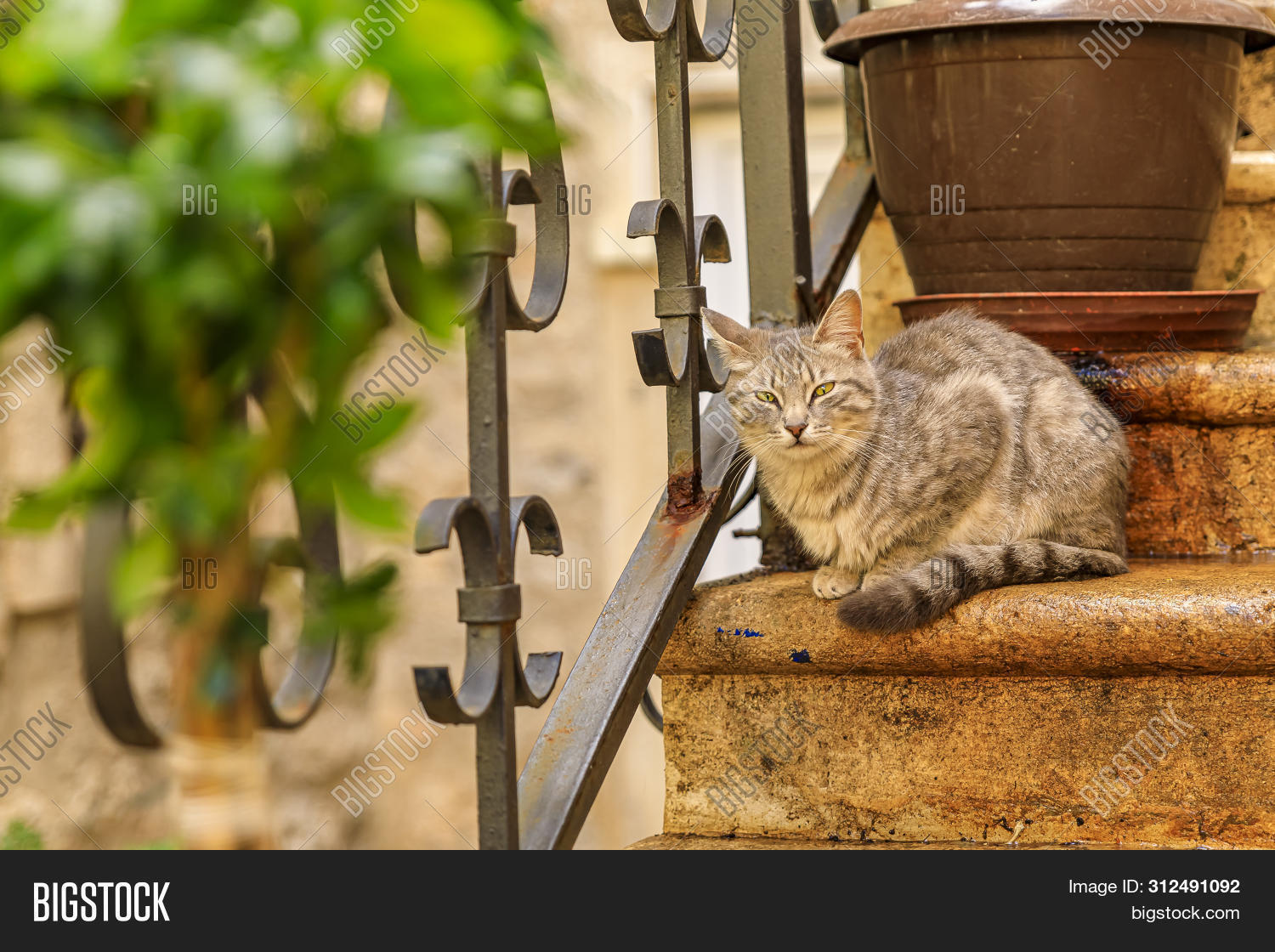 Cute Stray Feral Alley Image & Photo (Free Trial) | Bigstock