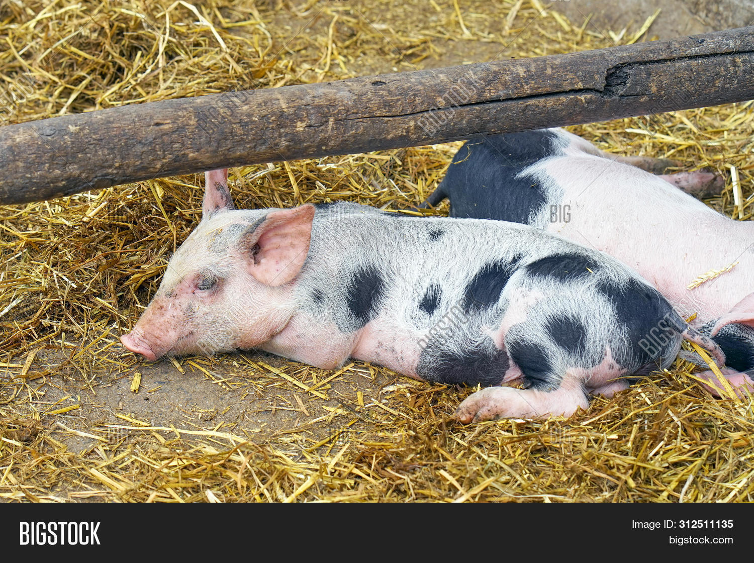 Pigs Lies On Straw. Image & Photo (Free Trial) | Bigstock