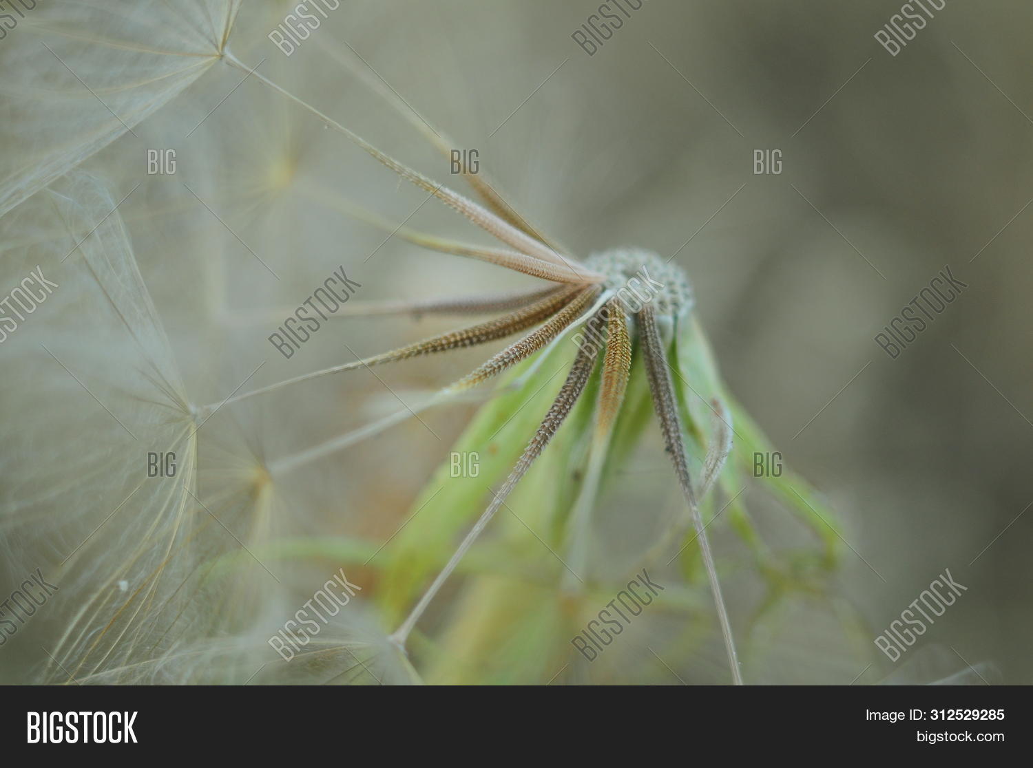 Stamens Big Dandelion Image & Photo (Free Trial) | Bigstock