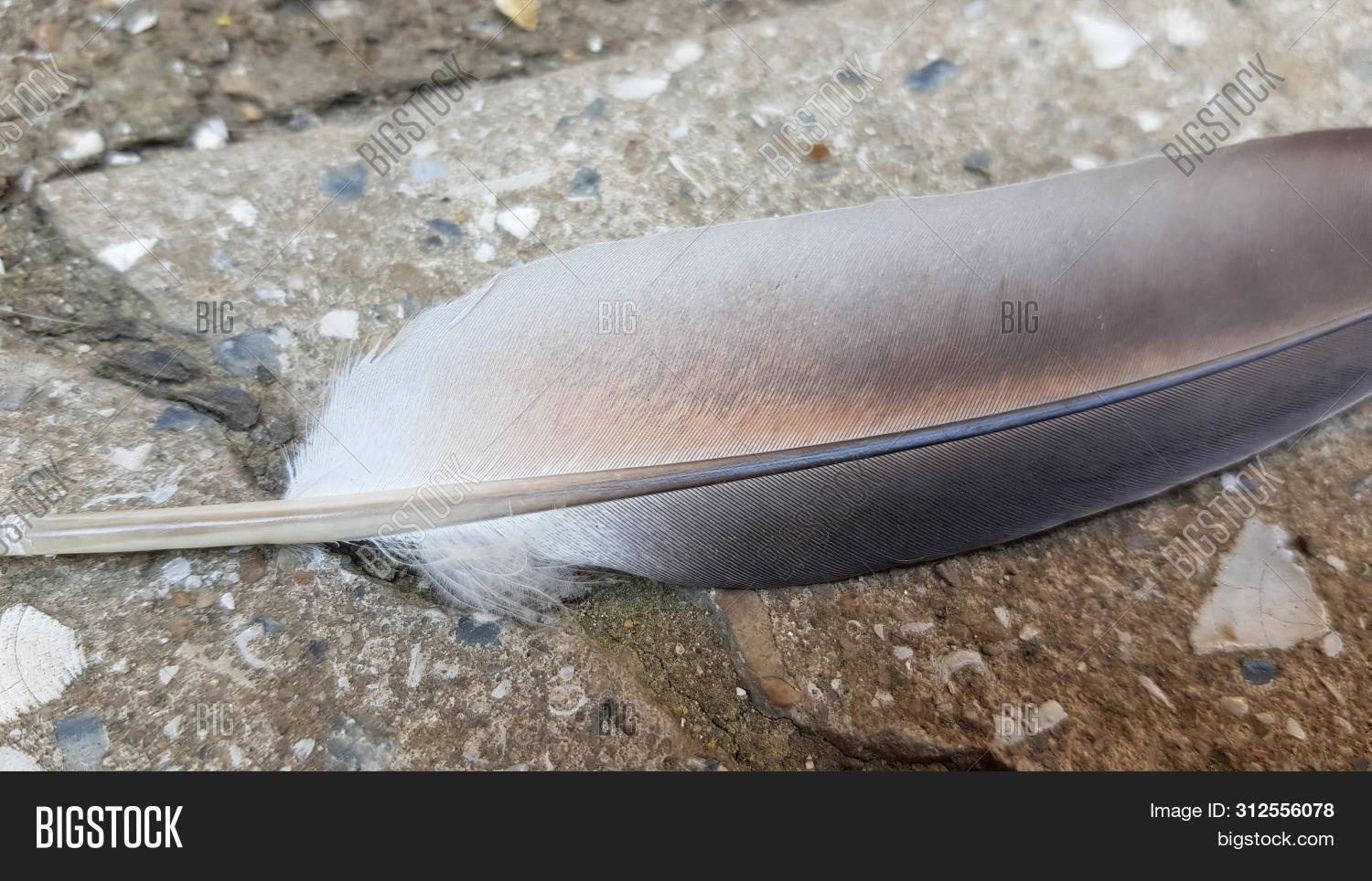 Pigeon Feather Closeup Image & Photo (Free Trial) | Bigstock