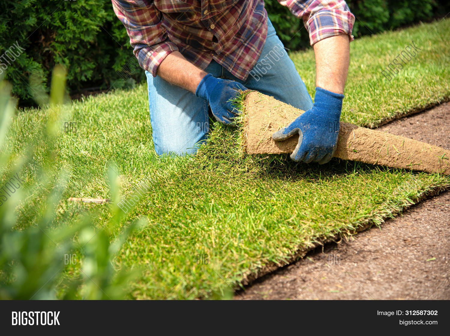 Man Laying Grass Turf Image & Photo (Free Trial) | Bigstock