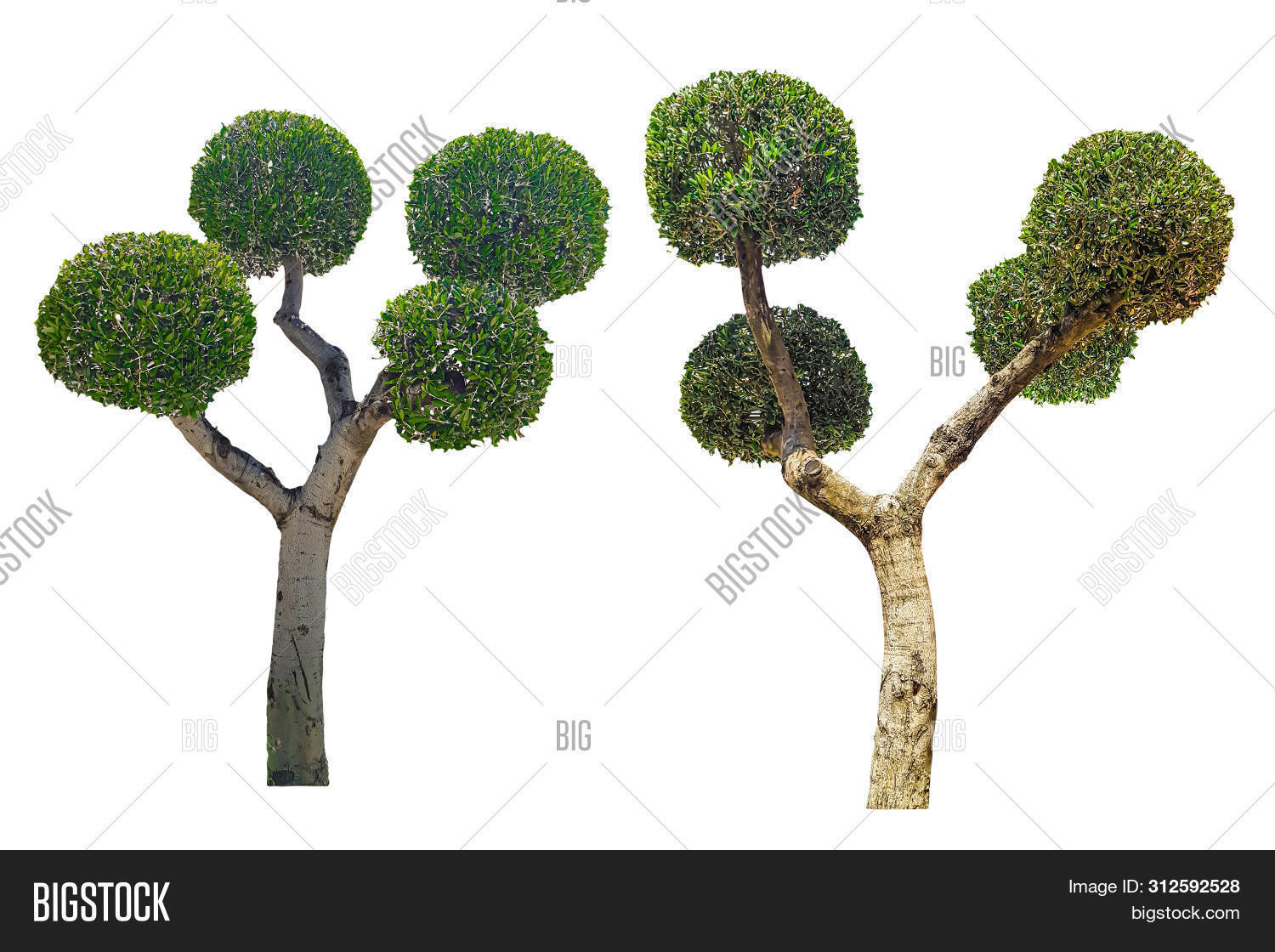 Trees Crown Trimmed Image & Photo (Free Trial) | Bigstock