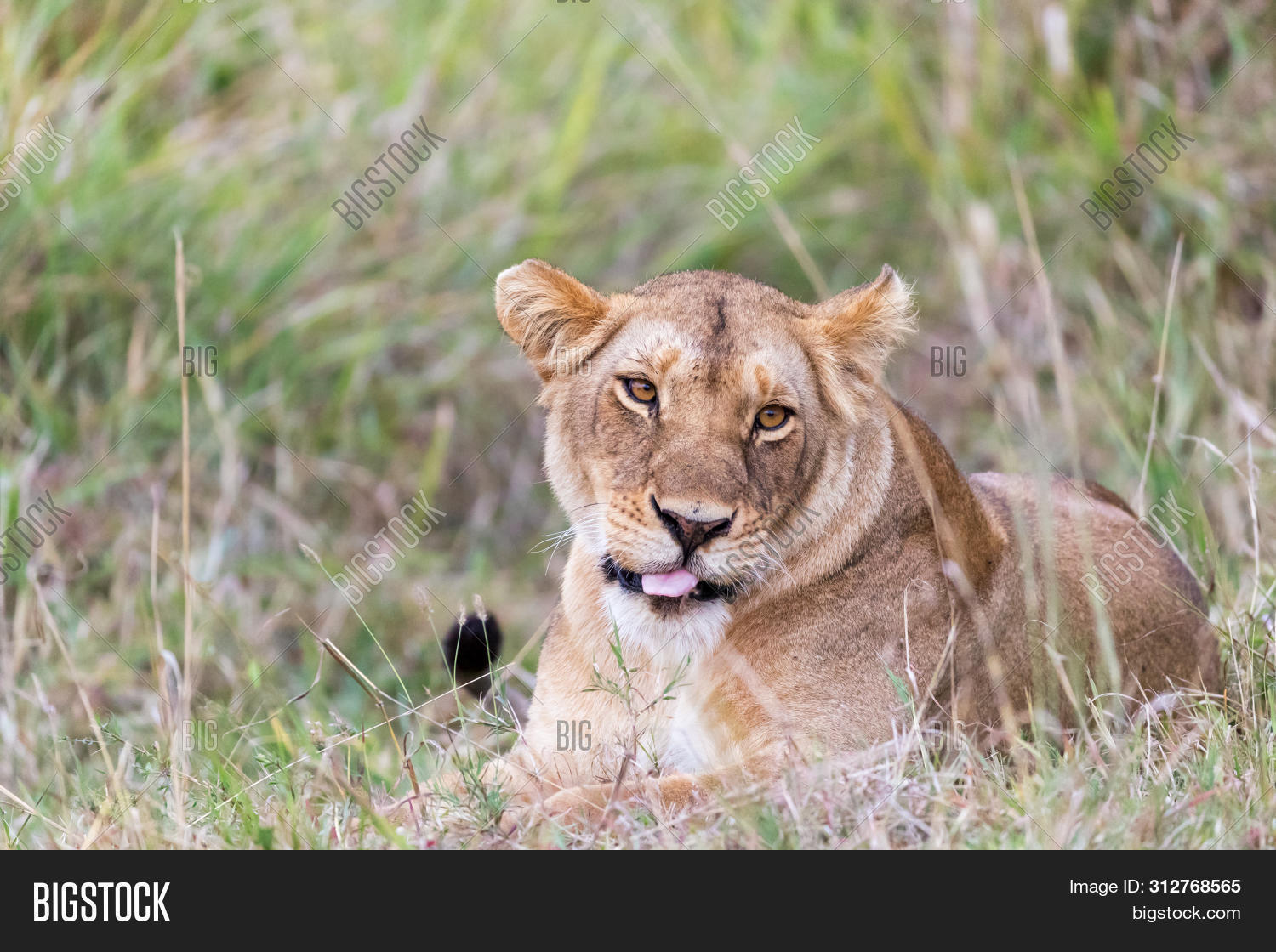 Young Adult Lioness Image & Photo (Free Trial) | Bigstock