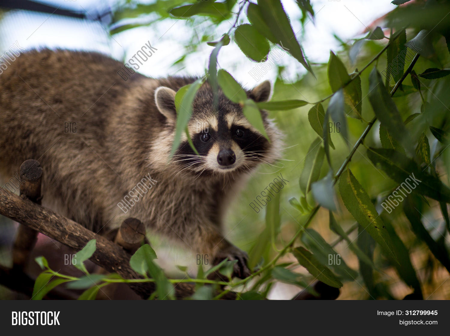 Raccoon On Tree Image & Photo (Free Trial) | Bigstock