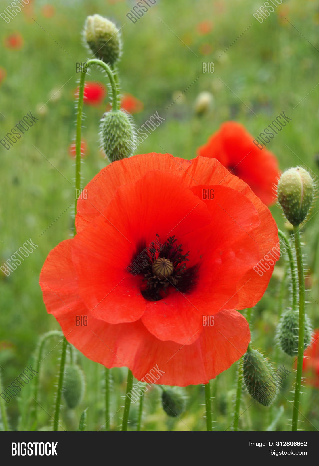 Flower Red Common Image & Photo (Free Trial) | Bigstock