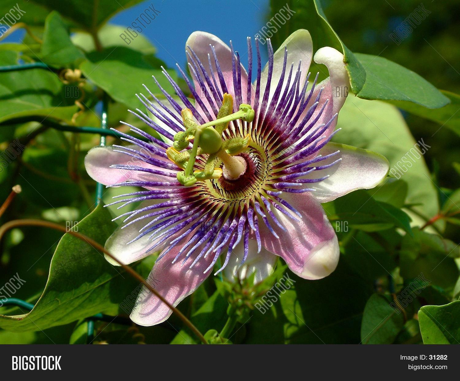 Passion Flower Image & Photo (Free Trial) | Bigstock