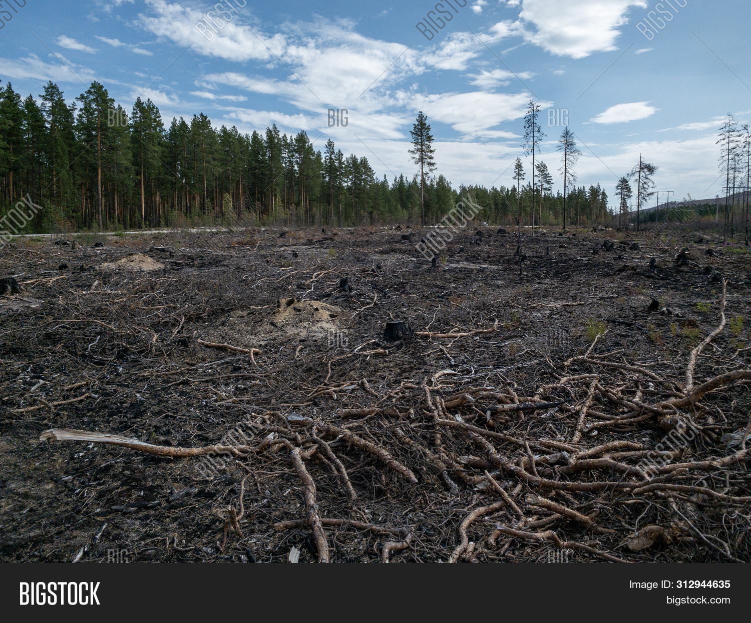 Forest Fire Aftermath Image & Photo (Free Trial) | Bigstock