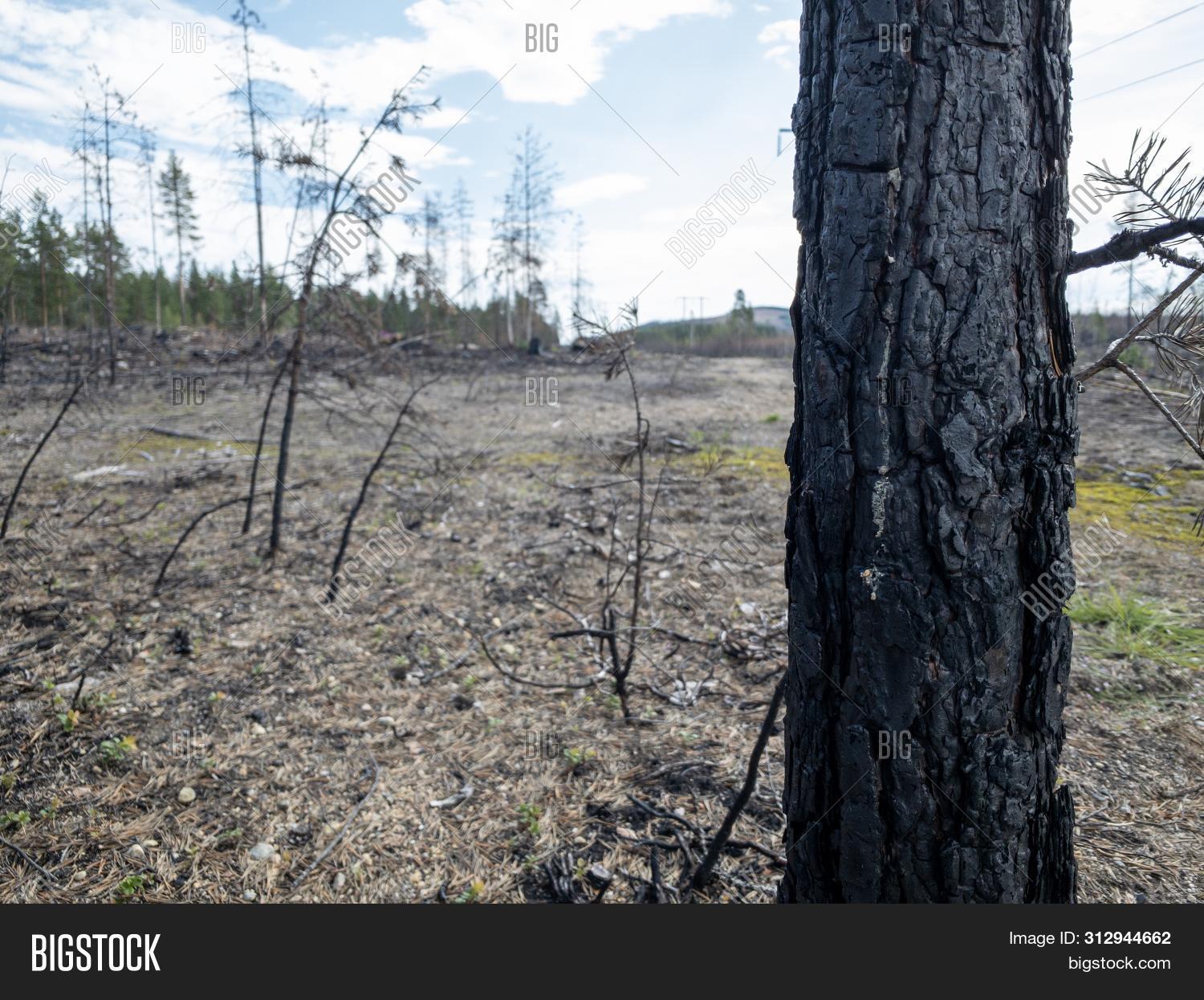 Forest Fire Aftermath Image & Photo (Free Trial) | Bigstock