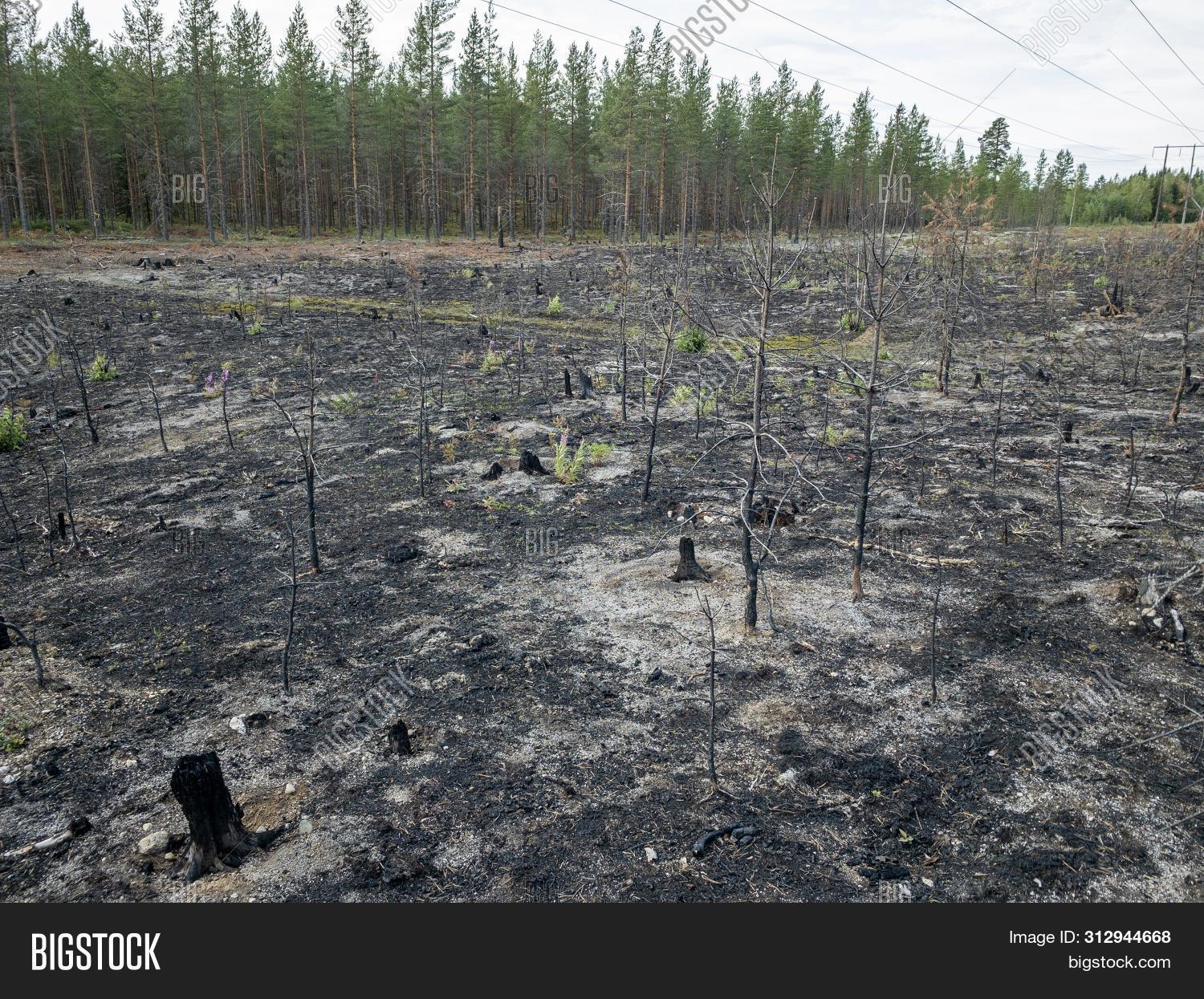 Forest Fire Aftermath Image & Photo (Free Trial) | Bigstock