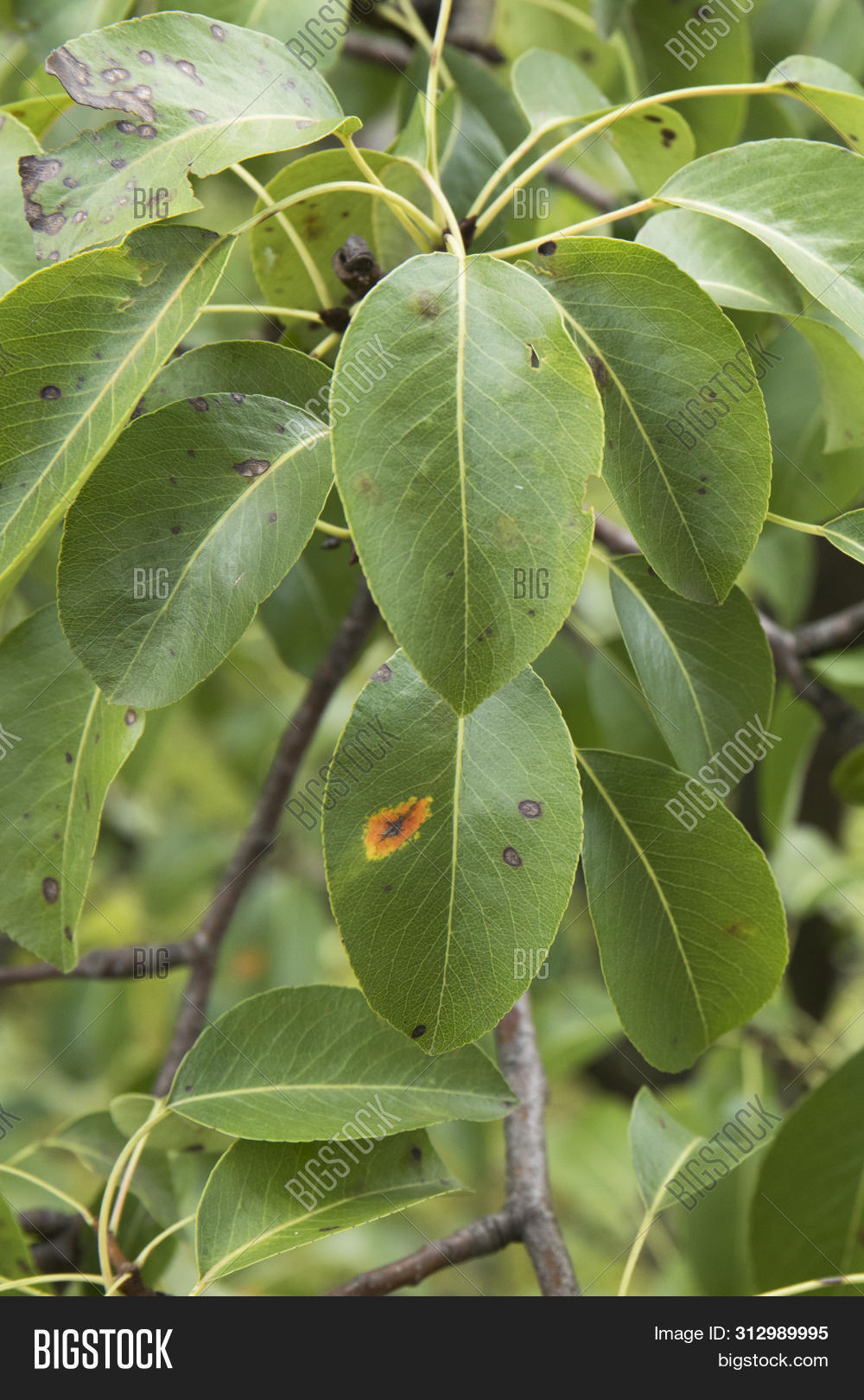 Orange Disease Spots Image & Photo (Free Trial) | Bigstock