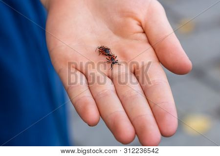 Human Copulation Images, Illustrations & Vectors (Free) - Bigstock